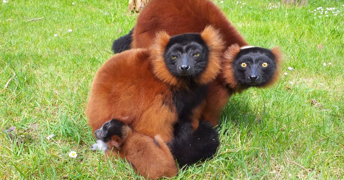 Sterk bedreigde rode vari geboren in Bellewaerde Park | Nieuws